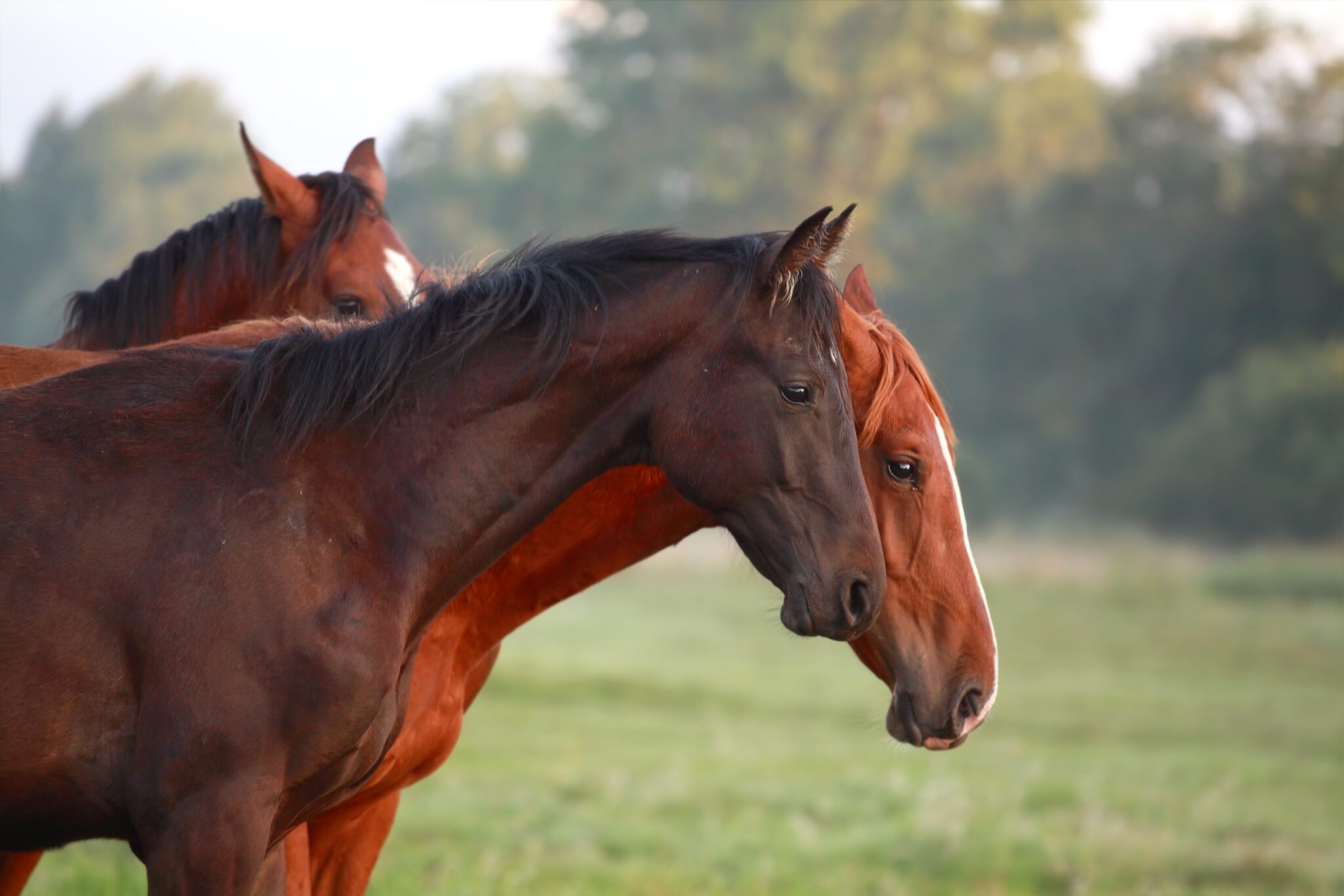 Horse - Meriwether Wire