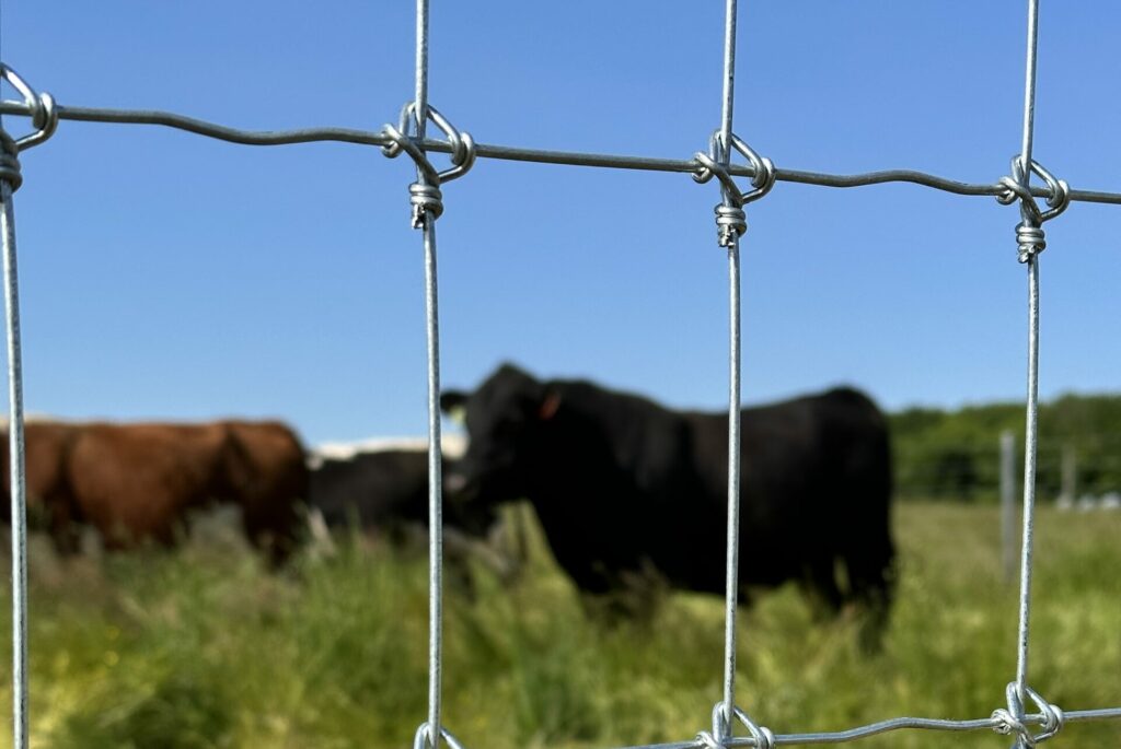 Cattle - Meriwether Wire