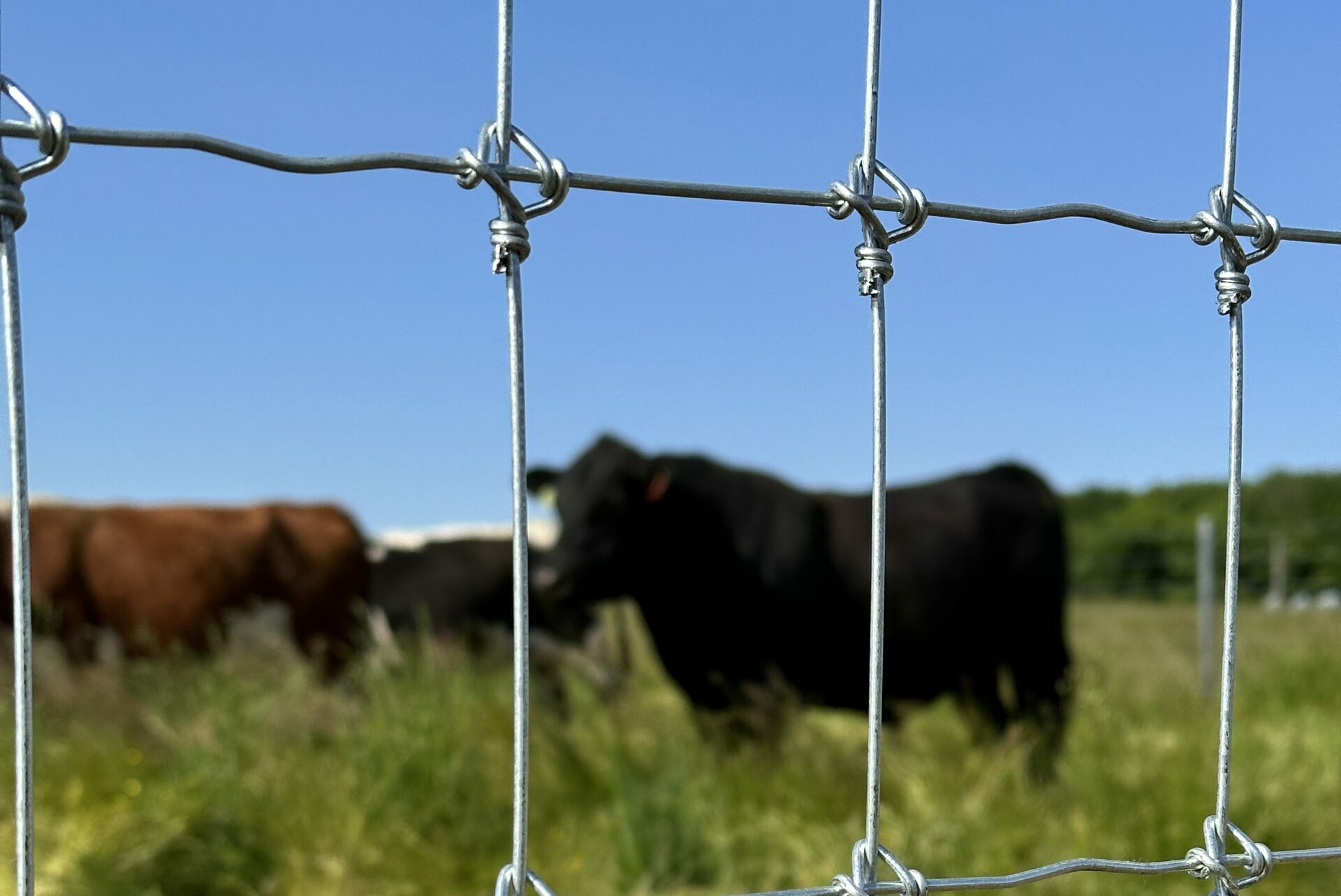 Cattle - Meriwether Wire